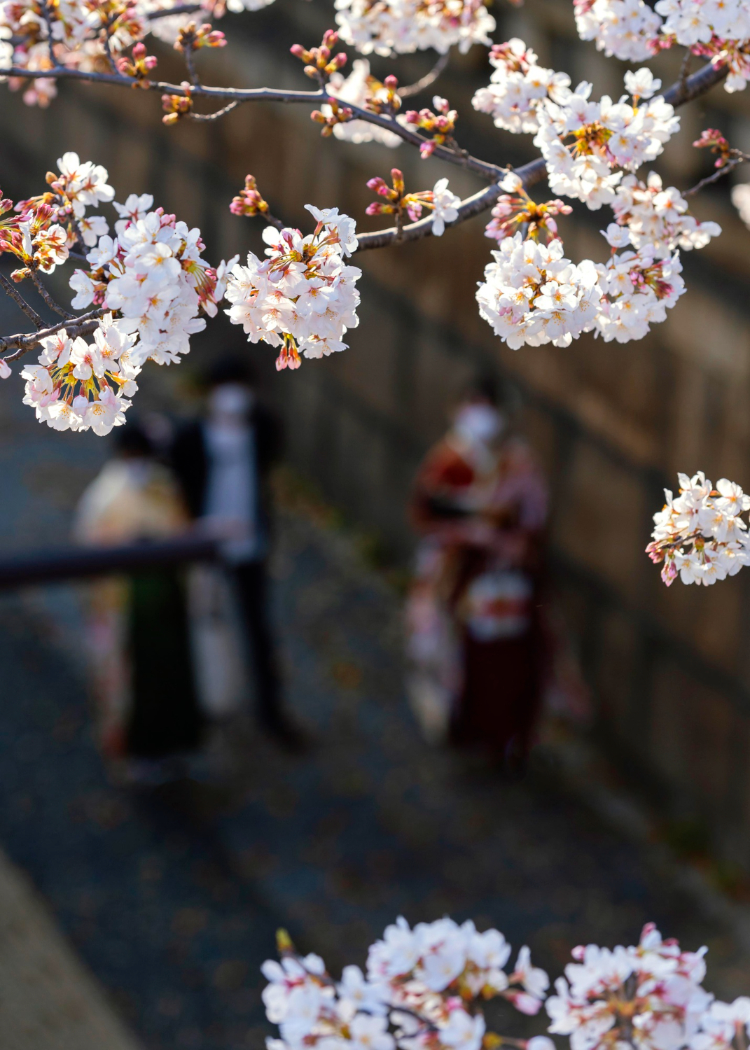 How to Enjoy Cherry Spring in South Korea - Travolic